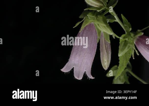 Tokyo, Japan - June 12, 2026: Closeup of Campanula punctata or Japanese ...