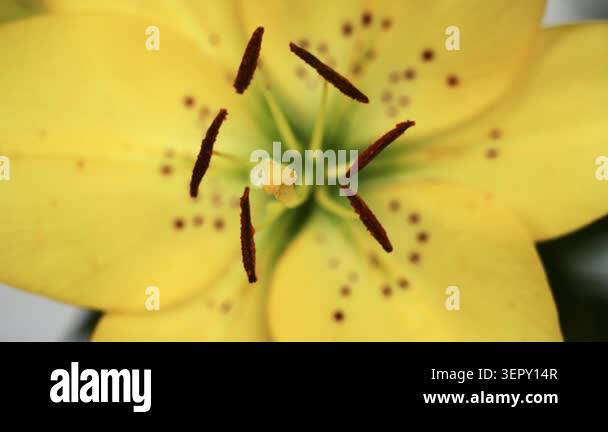 Tokyo, Japan - June 13, 2026: Closeup of a big yellow lily flower Stock ...
