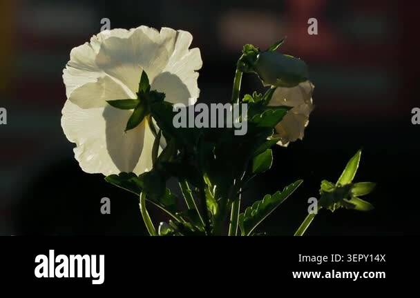 Tokyo,Japan - June 5, 2026: Closeup of pansy illuminated with the ...