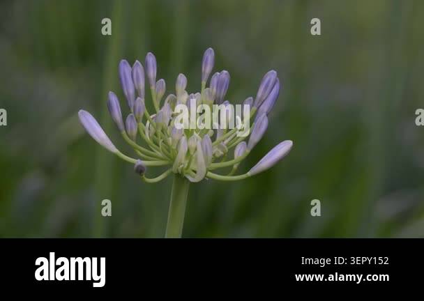 Tokyo, Japan - June 12, 2026: Closeup of Agapanthus africanus or ...