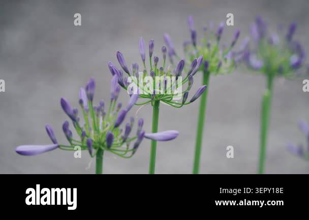 Tokyo, Japan - June 14, 2026: Closeup of Agapanthus africanus or ...