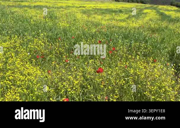 Picturesque field of wild flowers and poppies blowing in the wind ...