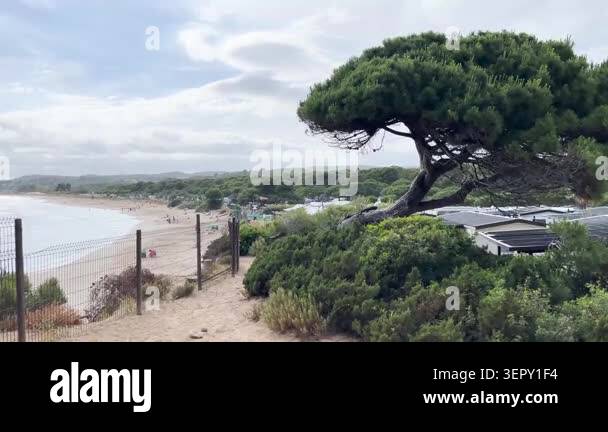 Panoramic view of the Spanish coast with a pine tree and a sandy beach ...