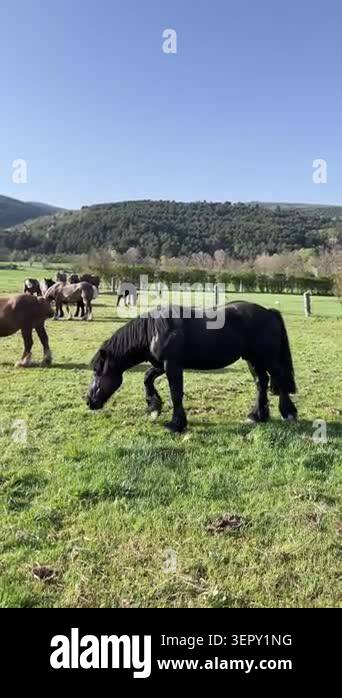Herd of horses pasturing on a green field in Puigcerda, Pyrenees, Spain ...