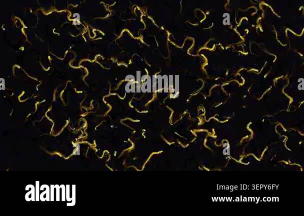 Golden fluid lines abstract motion on black background. This dynamic ...