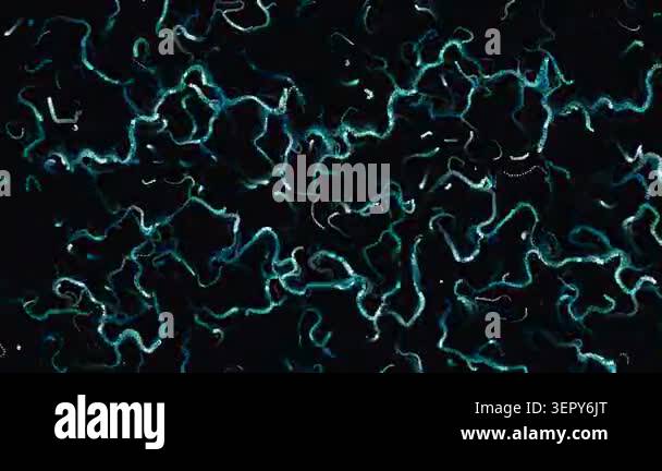 Dynamic animated blue teal fluid lines and glowing particle trails move ...