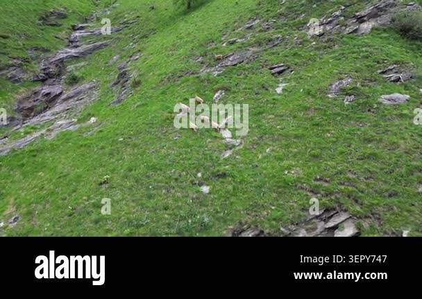 Aerial view of a herd of chamois walking on a steep, grassy ...