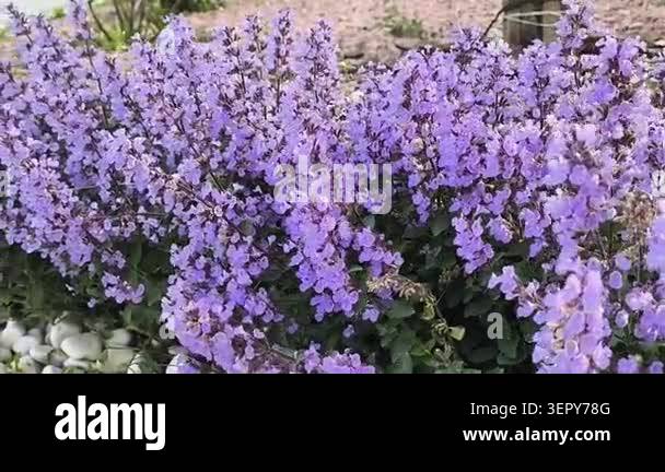 A close-up video showing the gentle sway of blooming blue flowers in ...