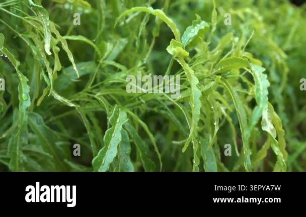 Green plant, leaves covered with water droplets. Close up view Stock ...