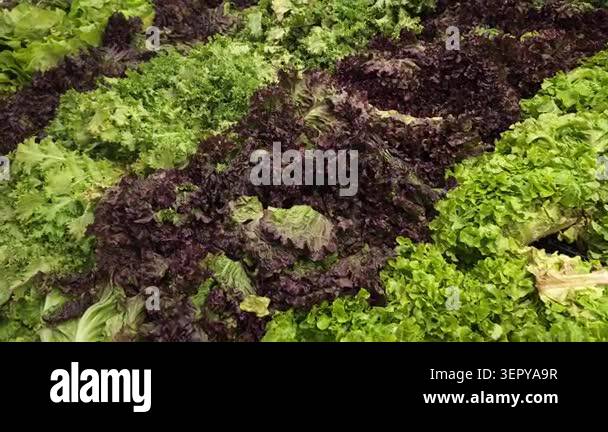 video of an abundant display of fresh lettuce heads at a grocery store ...