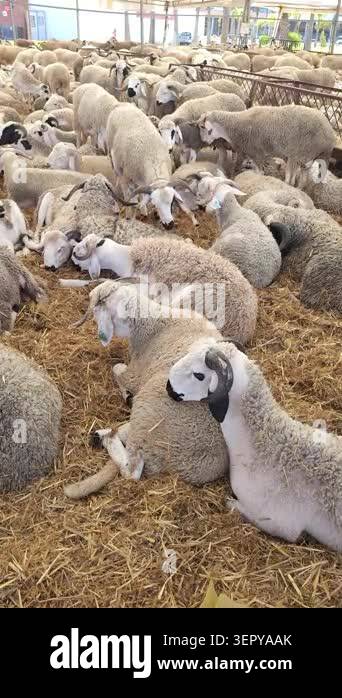 A close-up video of a group of rams and sheep crowded together in a ...