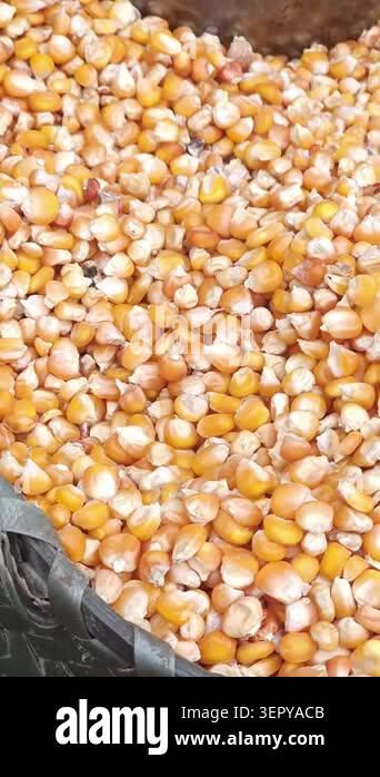 Close-up view of dried corn kernels (maize grain) used for animal feed ...