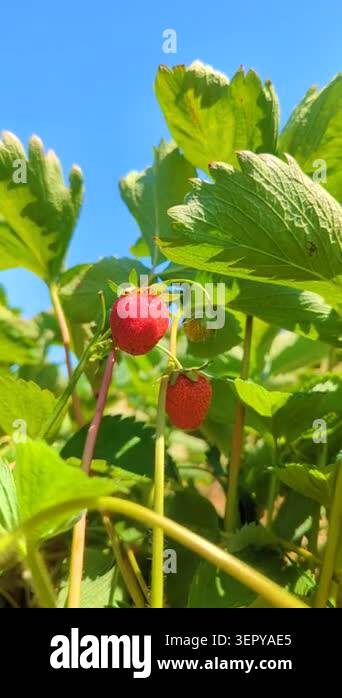 Natural red strawberries growing on green bushes illuminated by ...