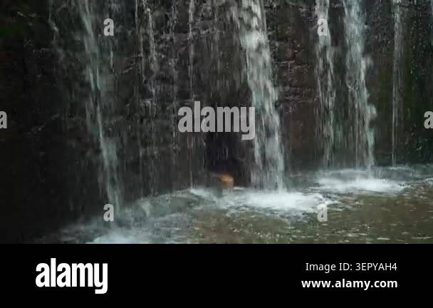 An amazing close-up view of a waterfall surrounded by lush vegetation ...