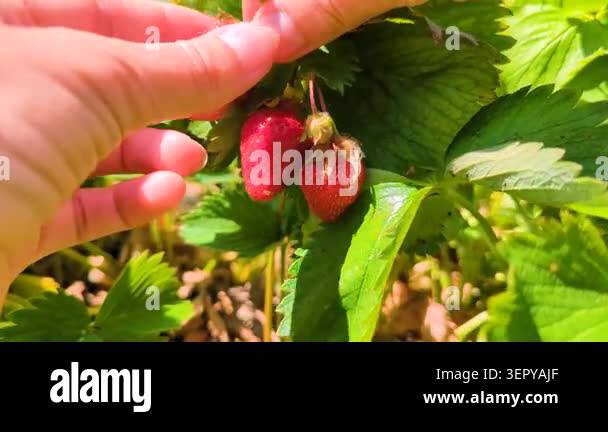 Close-up of hands picking ripe strawberries. Small white bucket with ...