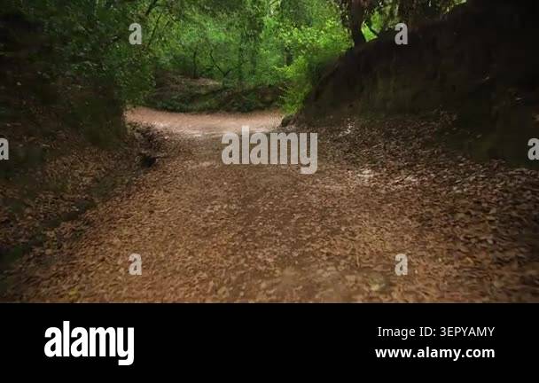 An incredible first-person video of someone walking through a forest ...