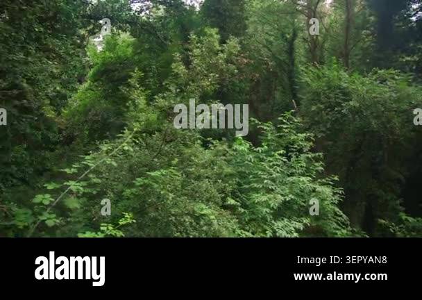 An incredible first-person video of someone walking through a forest ...