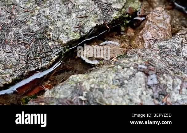 Close-up of a small frog camouflaged among moss and pine needles on a ...