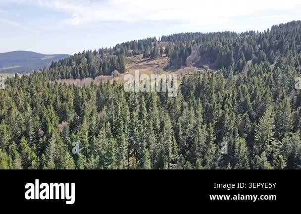 Aerial drone view over dense conifer forest hills with a hilltop ...