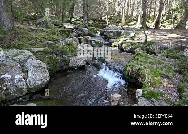 Gentle forest stream with small cascades flowing over mossy rocks ...