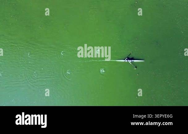 Aerial top-down drone view of a single scull rower training on green ...