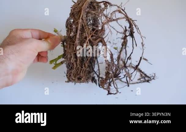 An aloe vera plant whose roots have formed a dense, coiled circular ...