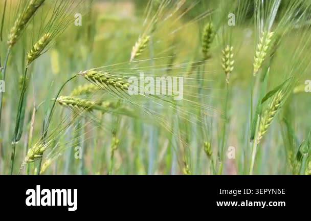 Barley ears growing on an agriculture field, cultivated grain, harvest ...