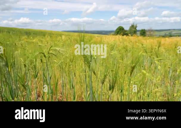 Barley ears growing on an agriculture field, cultivated grain, harvest ...