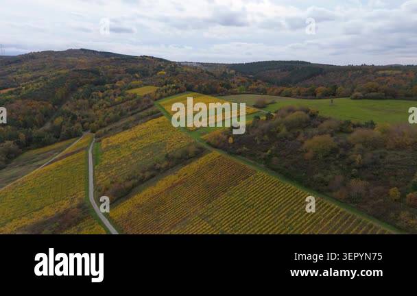 Vineyard in autumn, Moselle valley landscape, autumnal foliage ...