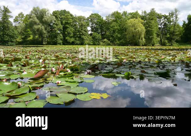 Water Lily growing on pond, plants blooming on lake, green leaves cover ...