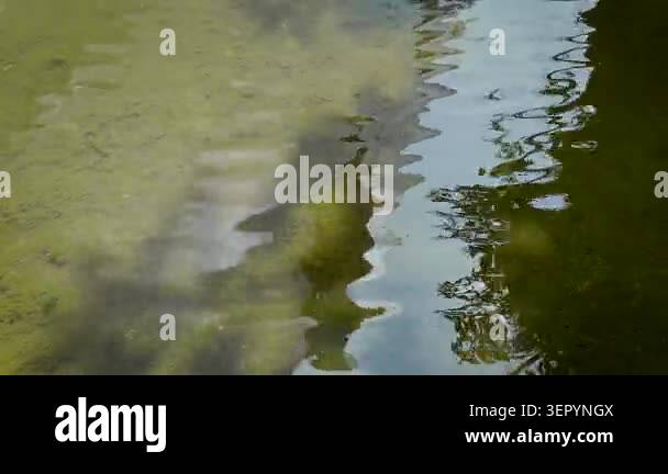 Rippling Water Surface Over Mossy Flooded Ground. Shallow Tropical ...