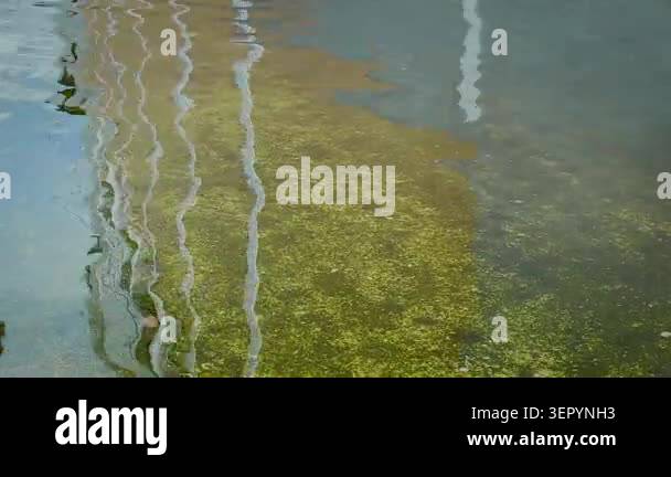 Rippling Water Surface Over Mossy Flooded Ground. Shallow Tropical ...