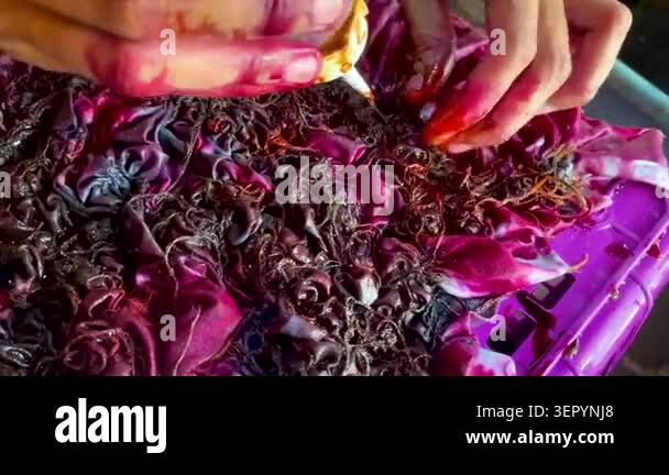 Artisan Hands Applying Liquid Dye Directly on Tied Fabric in ...