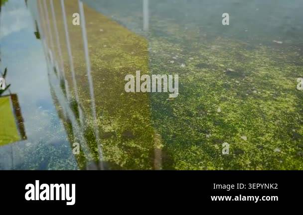 Rippling Water Surface Over Mossy Flooded Ground. Shallow Tropical ...