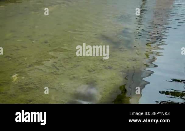 Rippling Water Surface Over Mossy Flooded Ground. Shallow Tropical ...