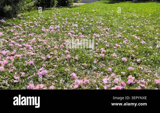 Slow motion spring garden scene showing abundant sakura petals falling ...