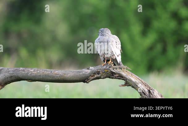 Male Montagu's harrier on its favorite lookout point within its ...