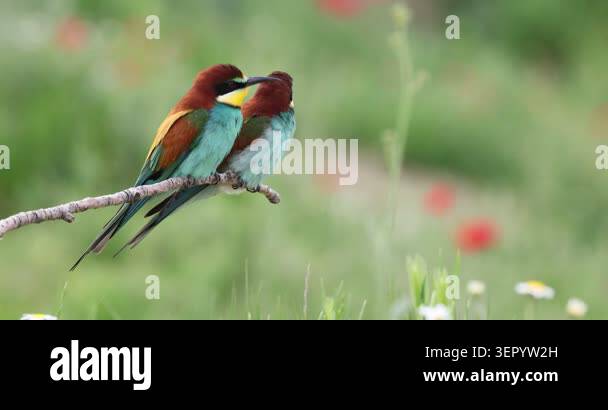 European Bee eater on a cloudy early spring day in a field of poppies ...