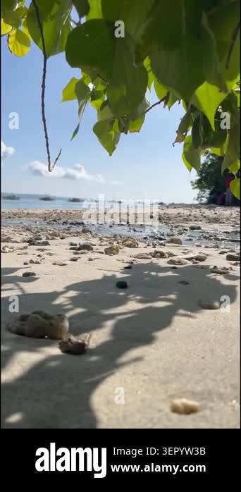 beautiful sea beach with palm trees and blue sky Stock Video Footage ...