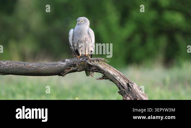 Male Montagu's harrier on its favorite lookout point within its ...