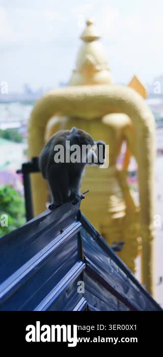 A curious monkey grooms itself while sitting on a roof, overlooking the ...