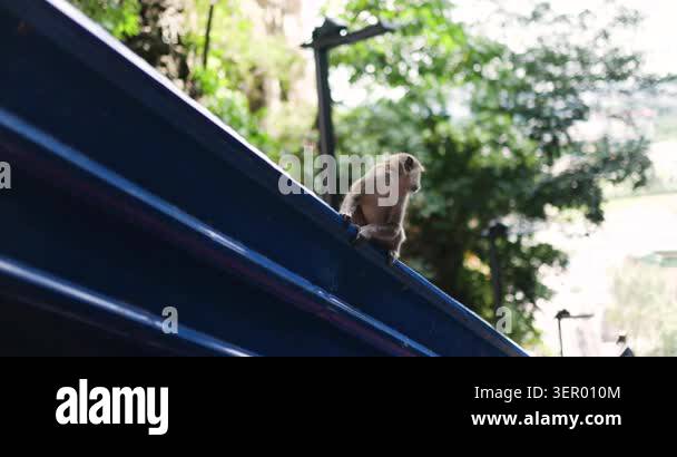 A monkey is sitting on a blue structure in a park. It looks around ...