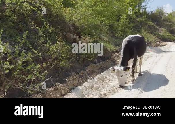 A cow walks down a dirt road in a rural area. It explores the path and ...