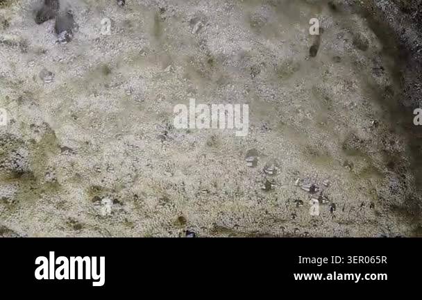 Video footage of foamy bubbles created by chemical reaction in liquid ...