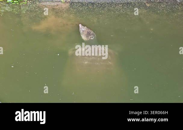 Video footage of large softshell turtle surfacing to breathe in pond ...