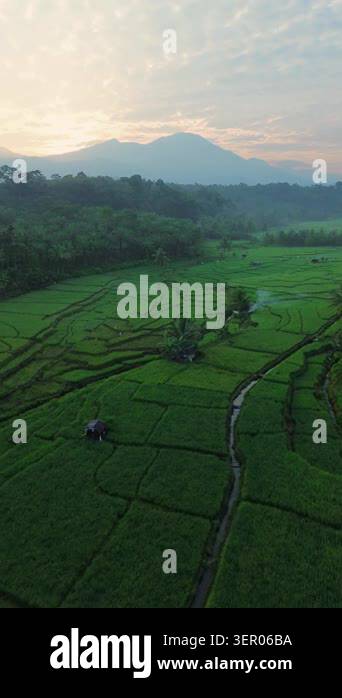 Terraced Rice Fields at Sunrise in Indonesia. Beautiful panoramic view ...