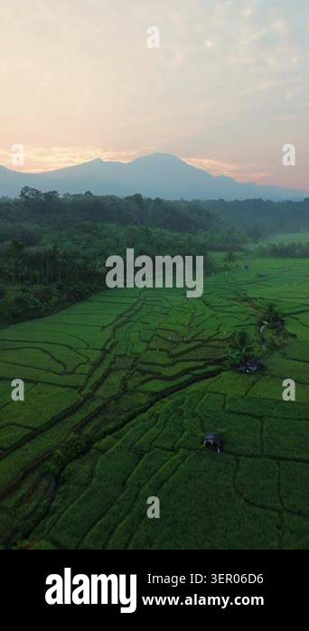 Terraced Rice Fields at Sunrise in Indonesia. Beautiful panoramic view ...