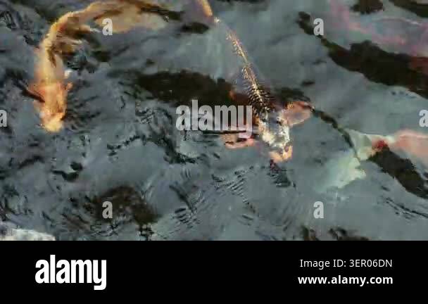 A vibrant shot of several decorative koi fish with orange white and ...