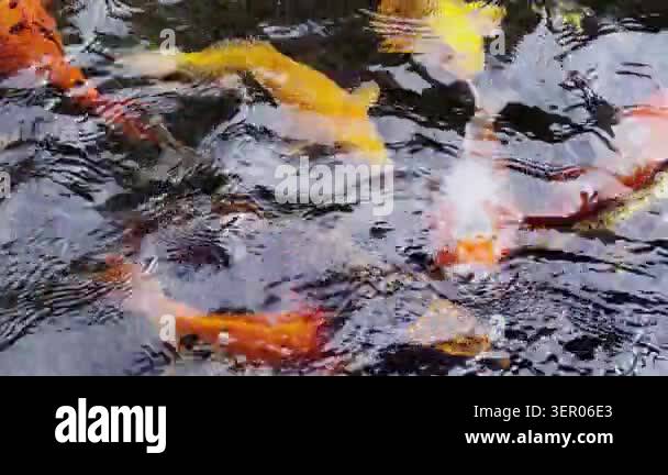 A vibrant shot of several decorative koi fish with orange white and ...
