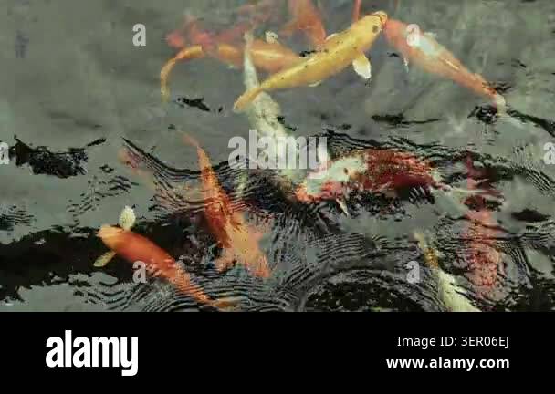 A vibrant shot of several decorative koi fish with orange white and ...